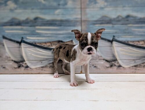 Find New Furry Friend - Puppies St. Pete Pet Store