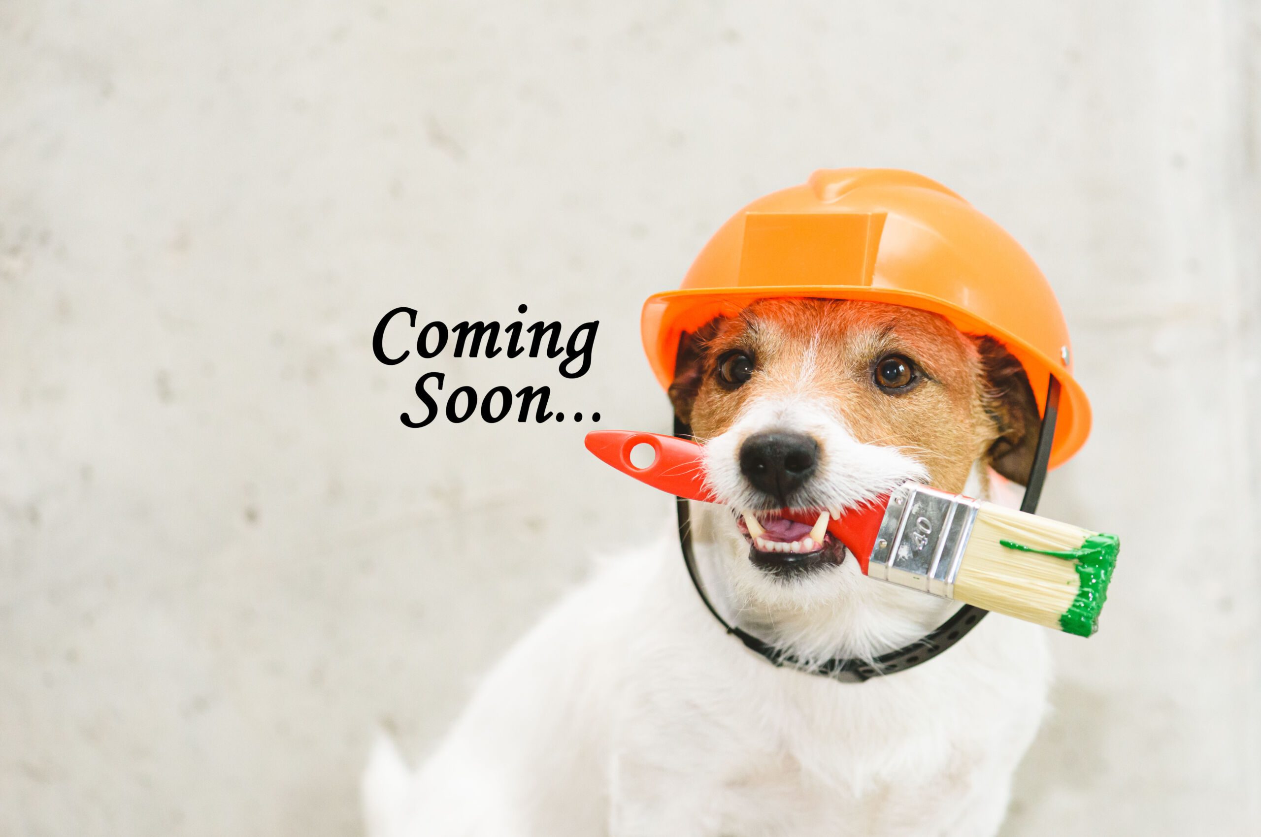 Pom Klee | Puppies St. Pete