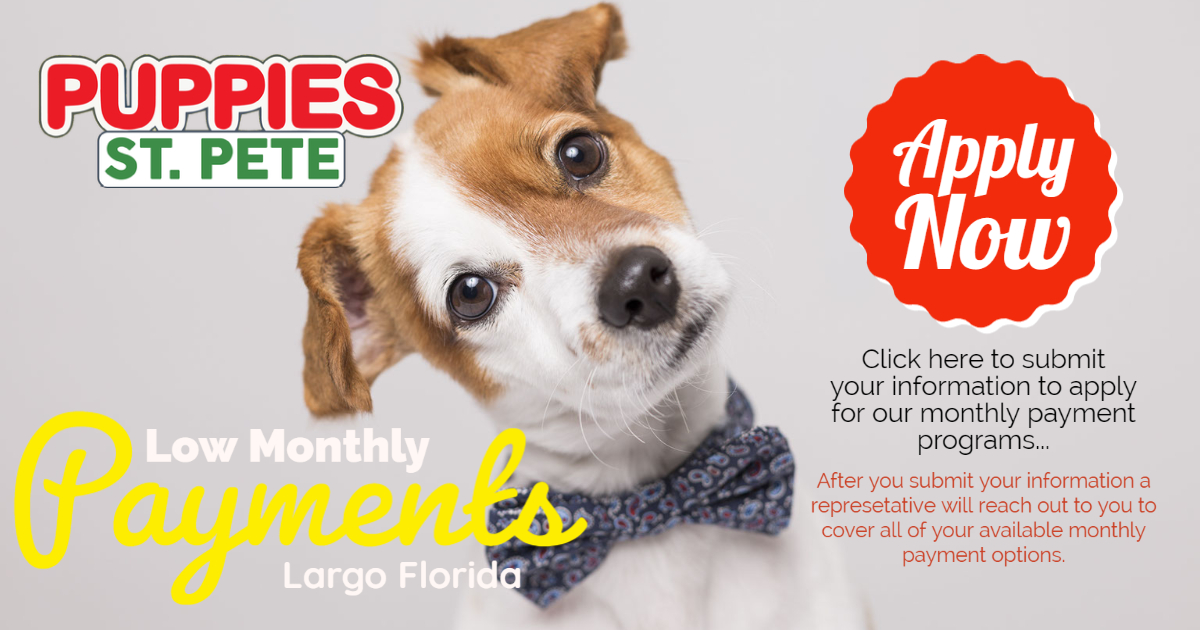 Monthly Payments - Puppies St. Pete